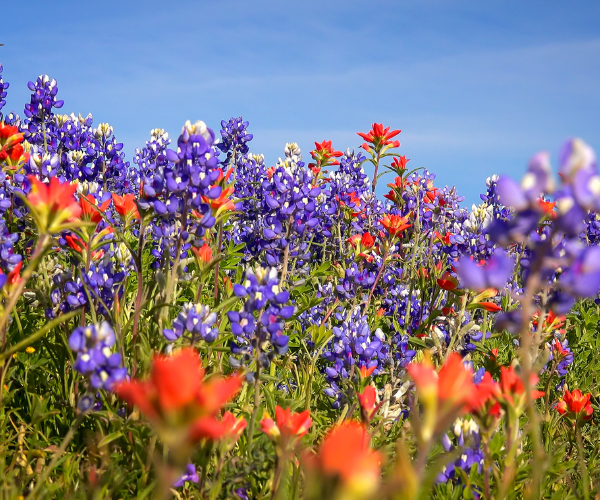 These Pollinators are Un-Bee-Lievably Important | Take Care of Texas
