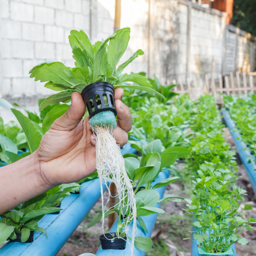 Hydroponics: Regrowing Plants in Water | Take Care of Texas
