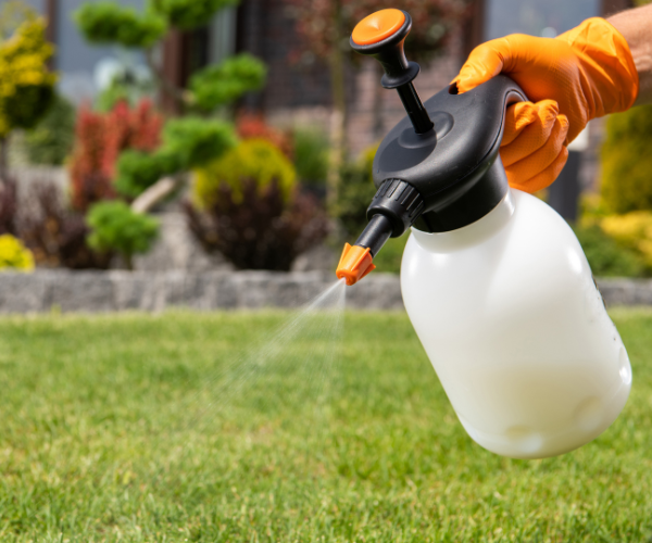 How to Help Beneficial Bugs Survive Winter | Take Care of Texas